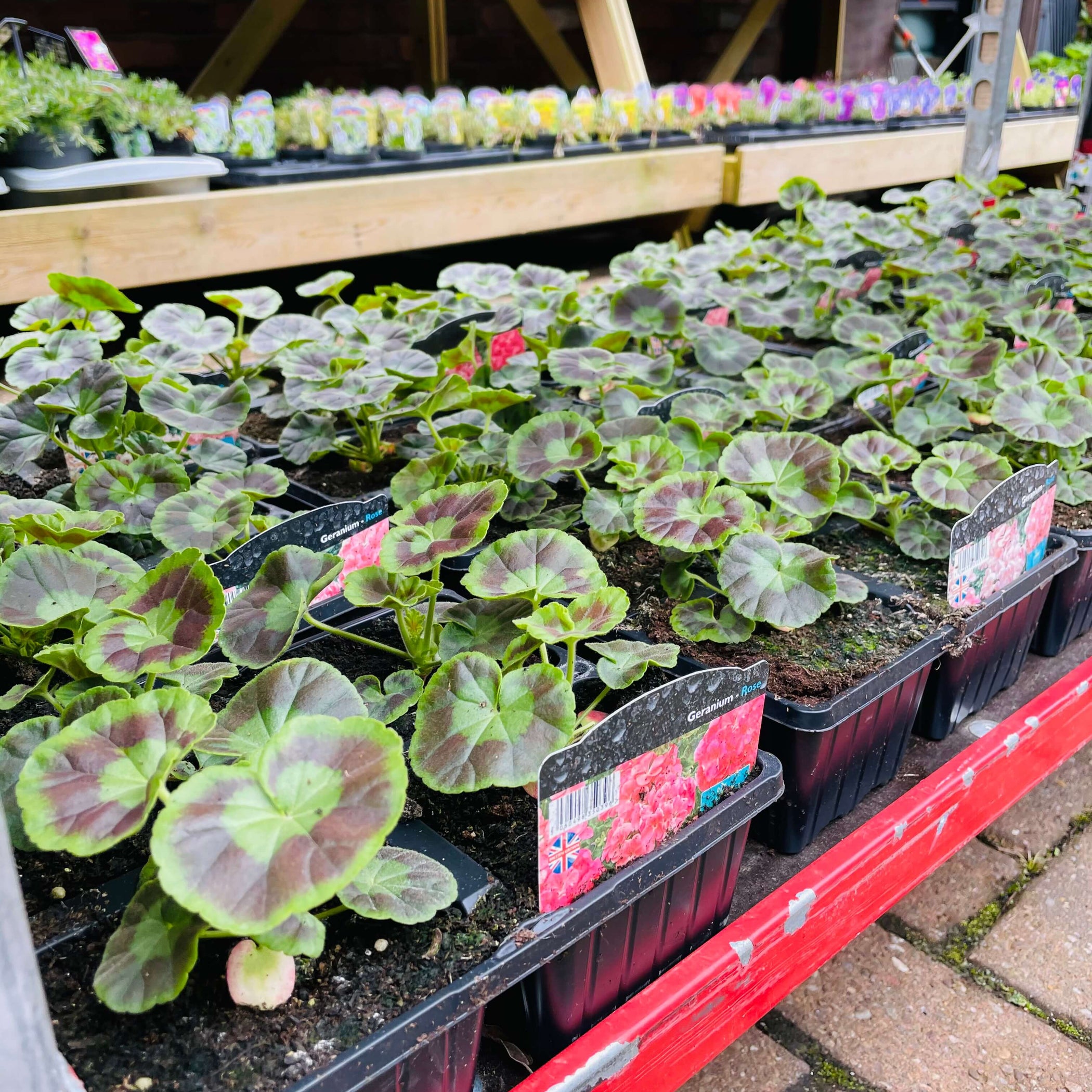 News — Windlebridge Garden Nursery