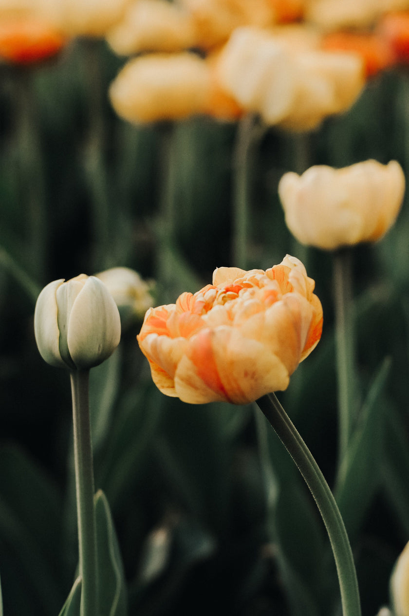 Windlebridge Garden Nursery | Family Run Garden Centre Guisbrough