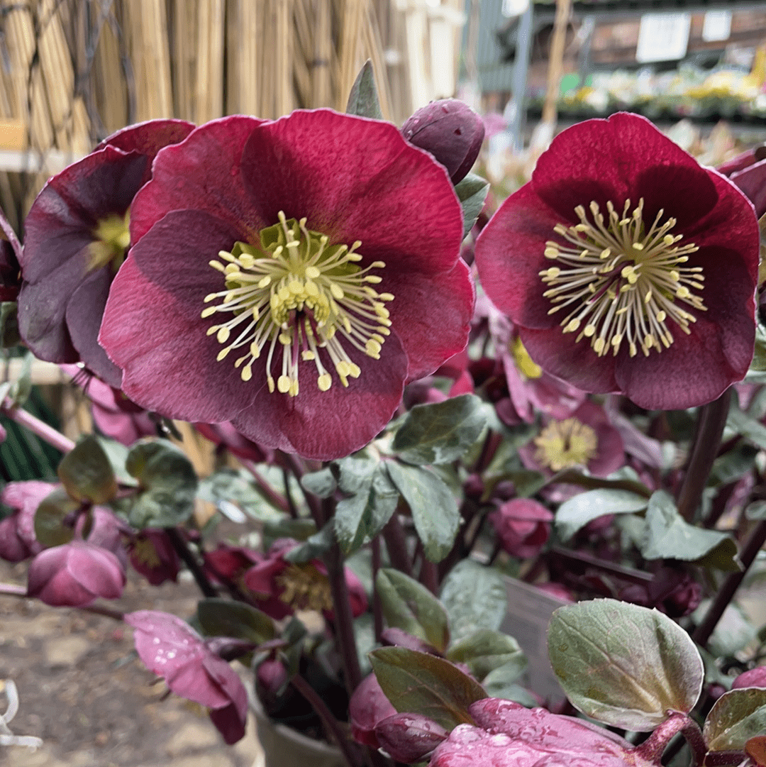 Hellebore Reannas Ruby — Windlebridge Garden Nursery