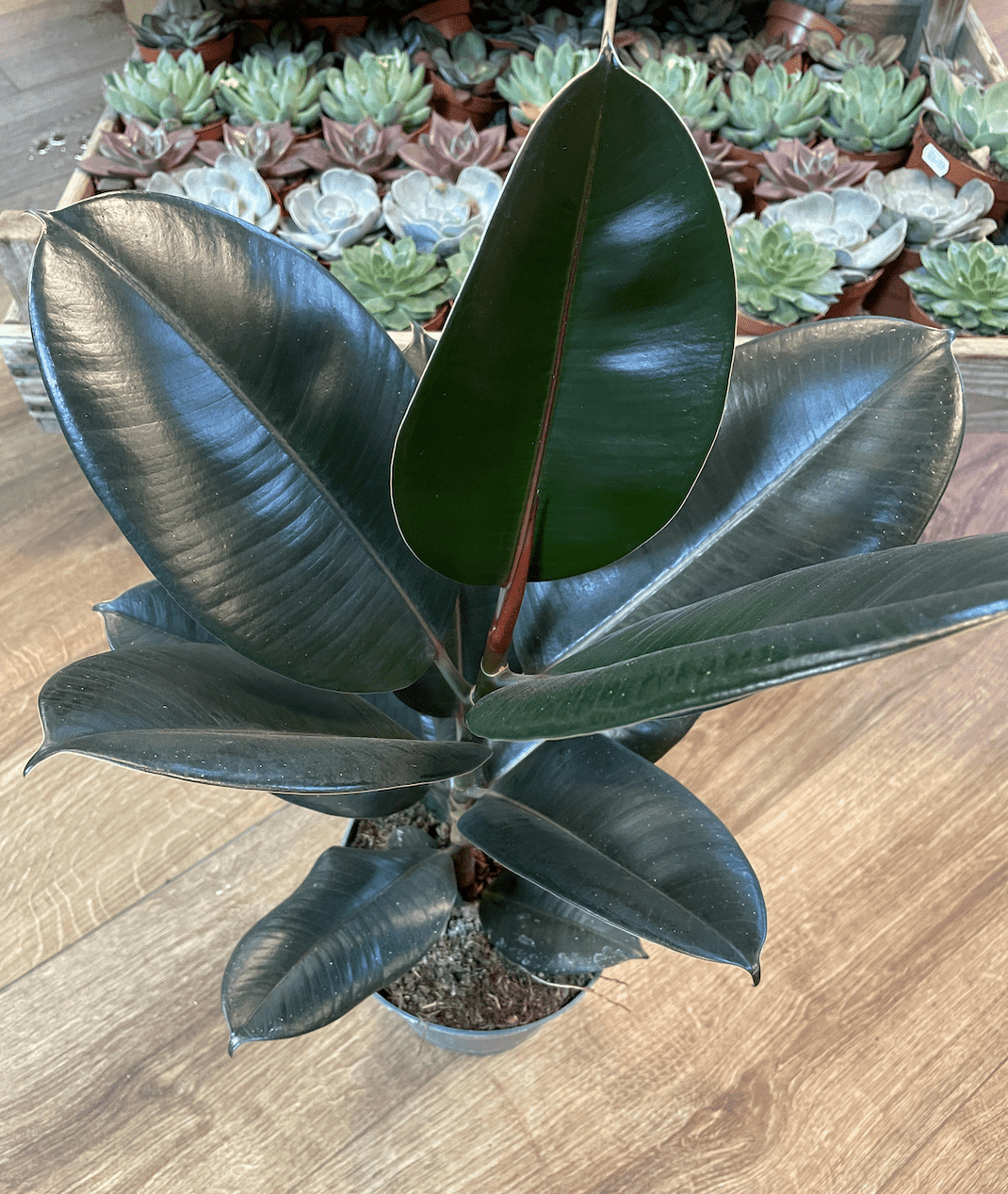 Ficus Abidjan - Rubber Plant — Windlebridge Garden Nursery